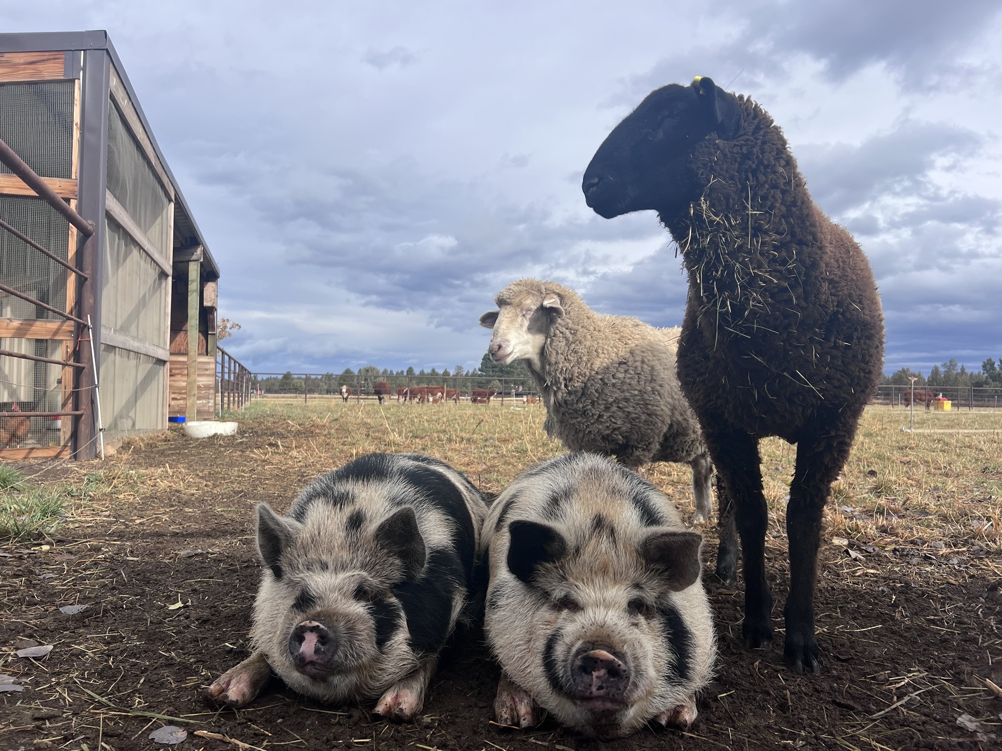 Quality Farm Fresh Grass Fed Beef and lamb – IRON H RANCH